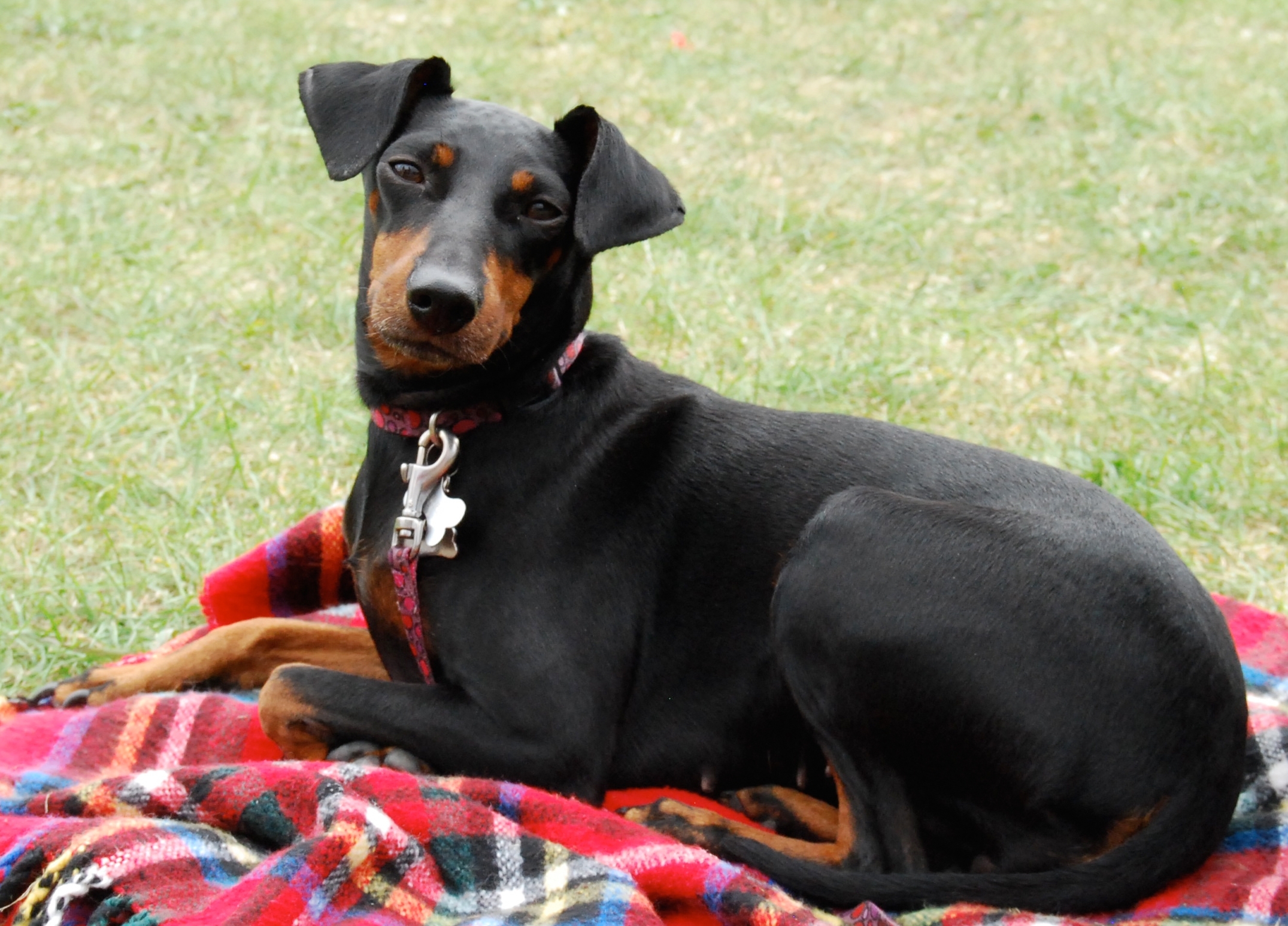 Manchester Terrier Dog Breed Pictures Information Temperament