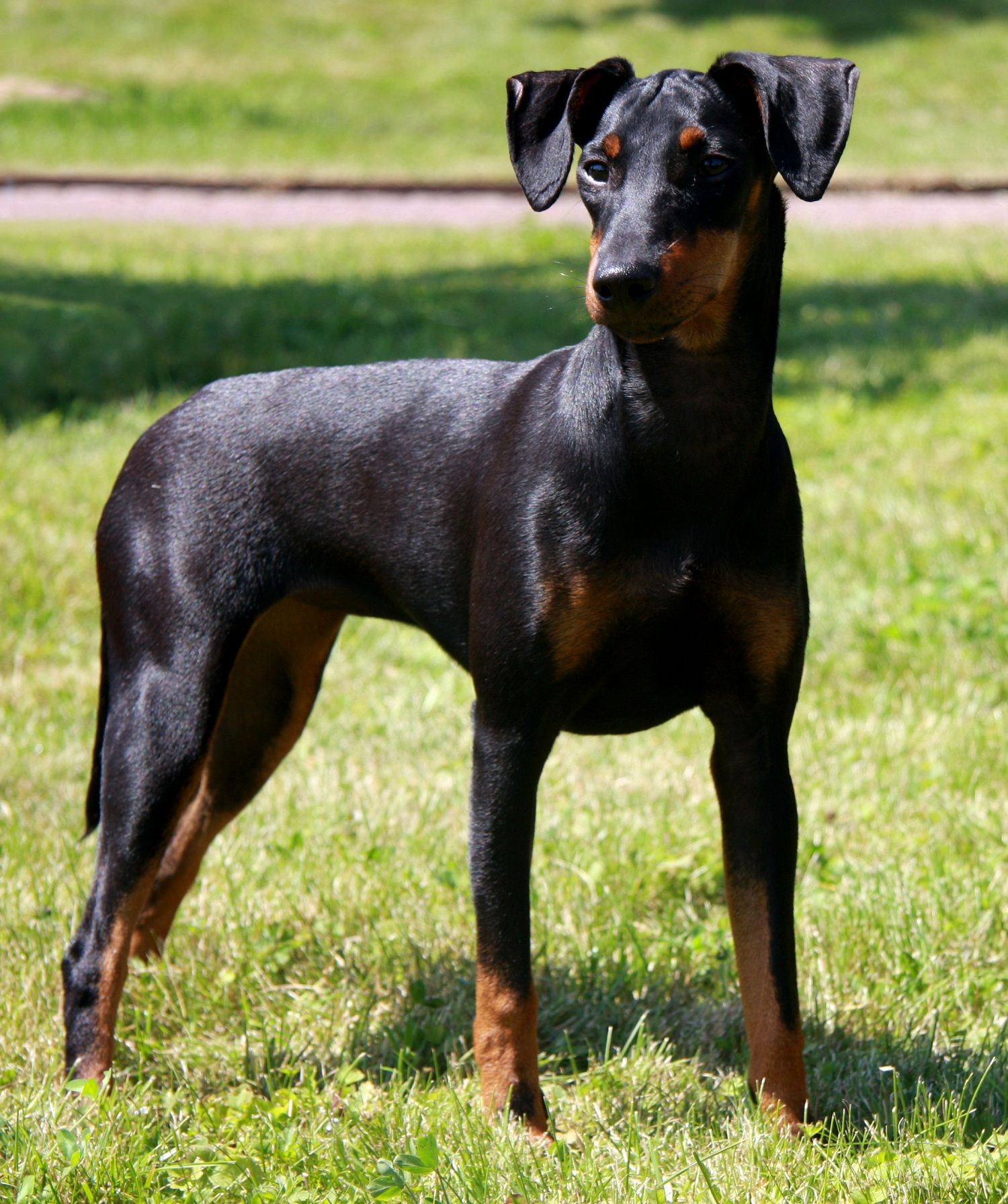 Manchester Terrier Dog Breed Pictures Information Temperament