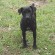 Patterdale Terrier Dog Breed - Pictures, Information, Temperament ...
