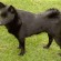 Schipperke Dog Breed - Pictures, Information, Temperament ...