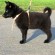 Schipperke Dog Breed - Pictures, Information, Temperament ...
