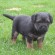 Border Terrier - Pictures, Information, Temperament, Characteristics ...