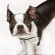 Boston Terrier - Pictures, Information, Temperament, Characteristics ...