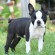 Boston Terrier - Pictures, Information, Temperament, Characteristics ...