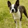 Boston Terrier - Pictures, Information, Temperament, Characteristics ...