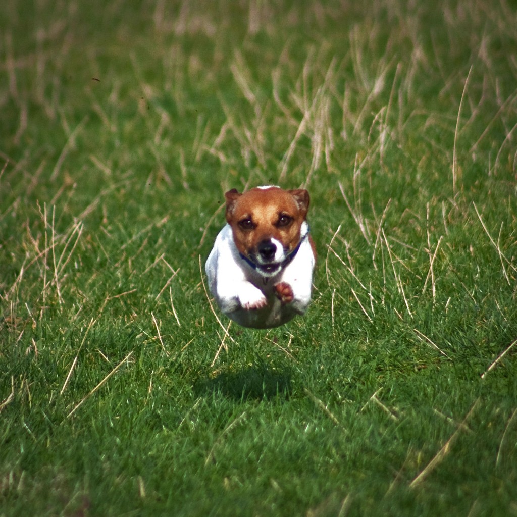 Jack Russell Terrier - Pictures, Information, Temperament ...