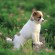 Norwegian Lundehund - Pictures, Information, Temperament ...