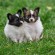 Papillon Dog Breed - Pictures, Information, Temperament ...