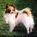 Papillon Dog Breed - Pictures, Information, Temperament ...