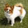 Papillon Dog Breed - Pictures, Information, Temperament ...