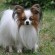 Papillon Dog Breed - Pictures, Information, Temperament ...