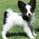 Papillon Dog Breed - Pictures, Information, Temperament ...