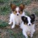 Papillon Dog Breed - Pictures, Information, Temperament ...