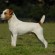 Parson Russell Terrier - Puppies, Pictures, Information, Temperament ...