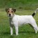 Parson Russell Terrier - Puppies, Pictures, Information, Temperament ...