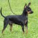 Prazsky Krysarik Dog Breed - Pictures, Information, Temperament ...