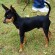 Prazsky Krysarik Dog Breed - Pictures, Information, Temperament ...