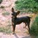 Prazsky Krysarik Dog Breed - Pictures, Information, Temperament ...
