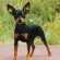 Prazsky Krysarik Dog Breed - Pictures, Information, Temperament ...
