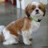 Shih Tzu - Pictures, Puppies, Information, Temperament, Characteristics, Rescue | Animals Breeds