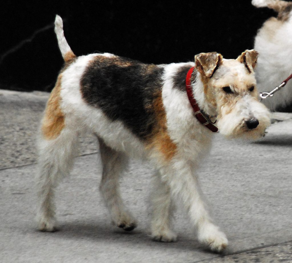 Wire Fox Terrier - Pictures, Information, Temperament, Characteristics ...