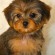 Yorkie Poo - Puppies, Rescue, Pictures, Information, Temperament ...