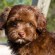 Yorkie Poo - Puppies, Rescue, Pictures, Information, Temperament ...