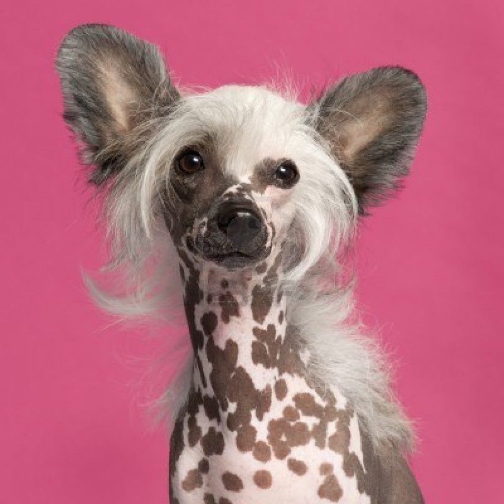 Chinese Crested - Puppies, Rescue, Pictures, Information, Temperament ...