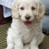 Cockapoo - Puppies, Rescue, Pictures, Information, Temperament ...