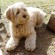 Cockapoo - Puppies, Rescue, Pictures, Information, Temperament ...