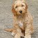 Cockapoo - Puppies, Rescue, Pictures, Information, Temperament ...