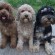 Cockapoo - Puppies, Rescue, Pictures, Information, Temperament ...