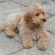 Cockapoo - Puppies, Rescue, Pictures, Information, Temperament ...