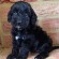 Cockapoo - Puppies, Rescue, Pictures, Information, Temperament ...
