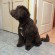 Cockapoo - Puppies, Rescue, Pictures, Information, Temperament ...