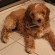 Cockapoo - Puppies, Rescue, Pictures, Information, Temperament ...