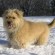 Dutch Smoushond - Puppies, Rescue, Pictures, Information, Temperament ...