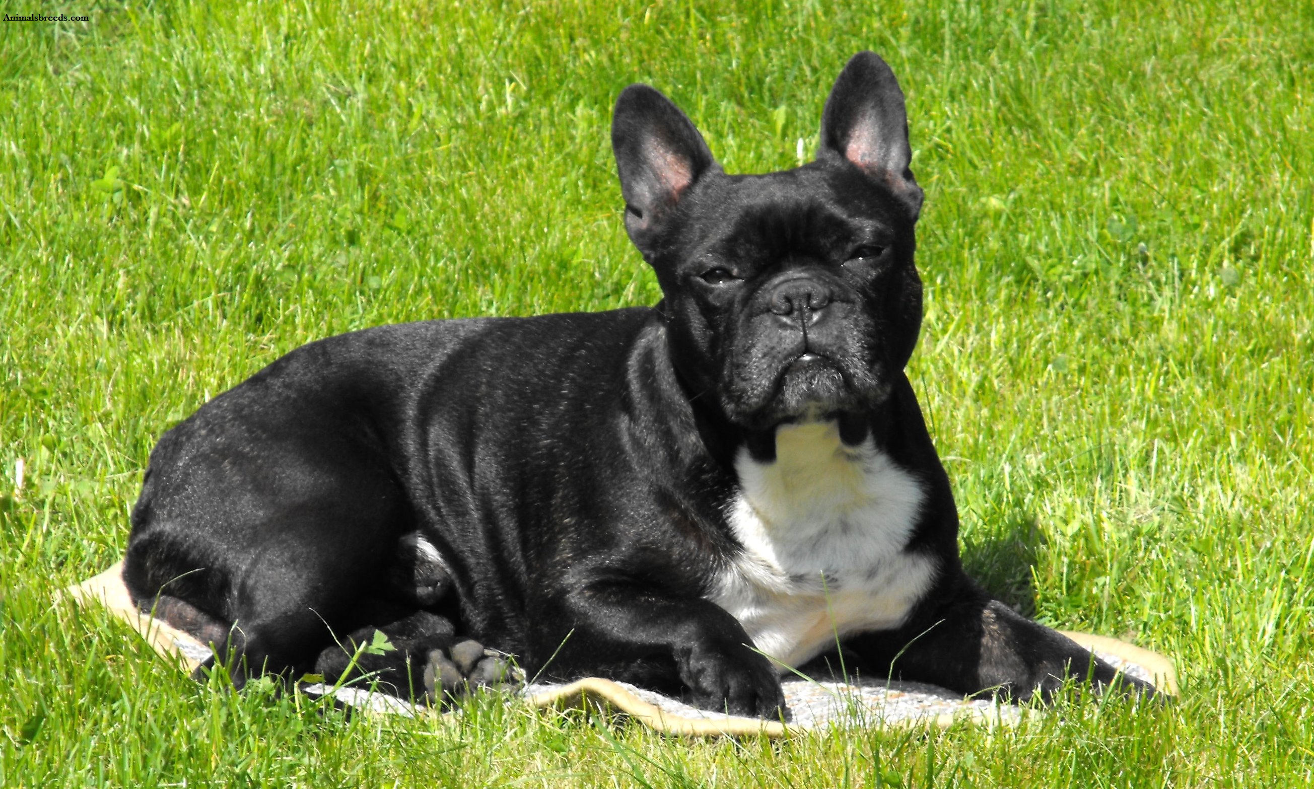 French Bulldog Puppies Rescue Pictures Information Temperament French Bulldog Puppies Rescue Pictures Information Temperament