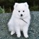 Japanese Spitz - Puppies, Rescue, Pictures, Information, Temperament ...