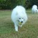 Japanese Spitz - Puppies, Rescue, Pictures, Information, Temperament ...