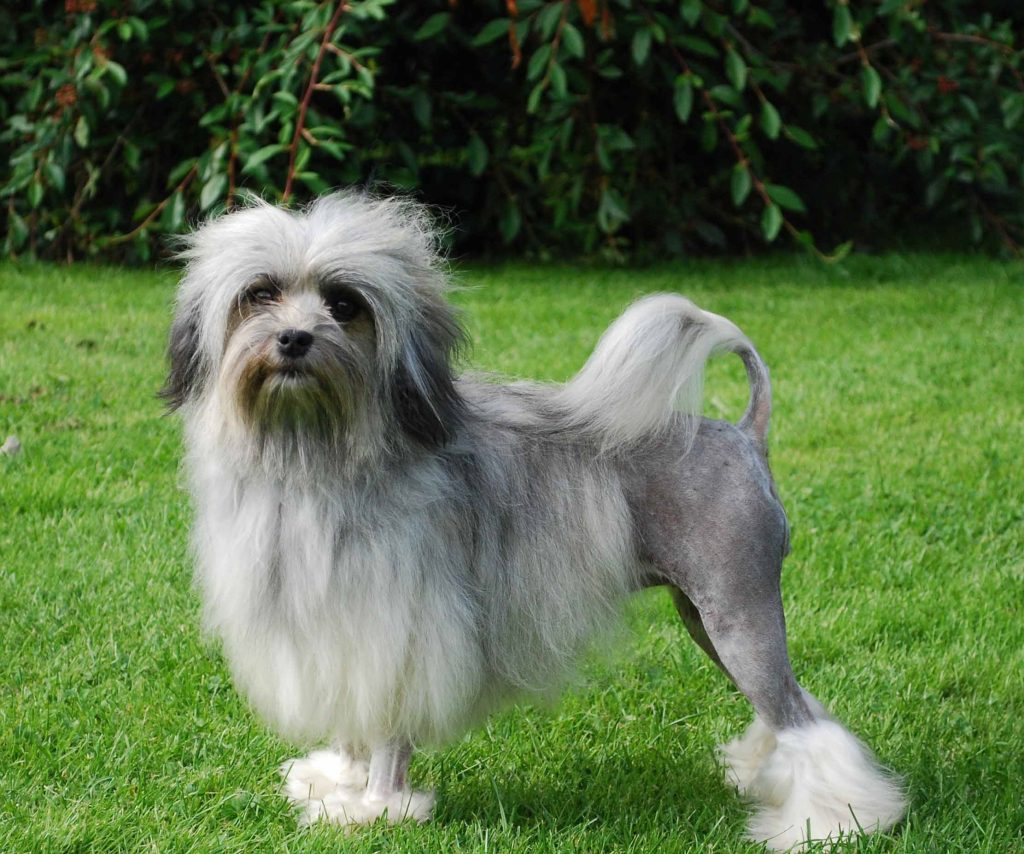 Lowchen - Puppies, Rescue, Pictures, Information, Temperament ...