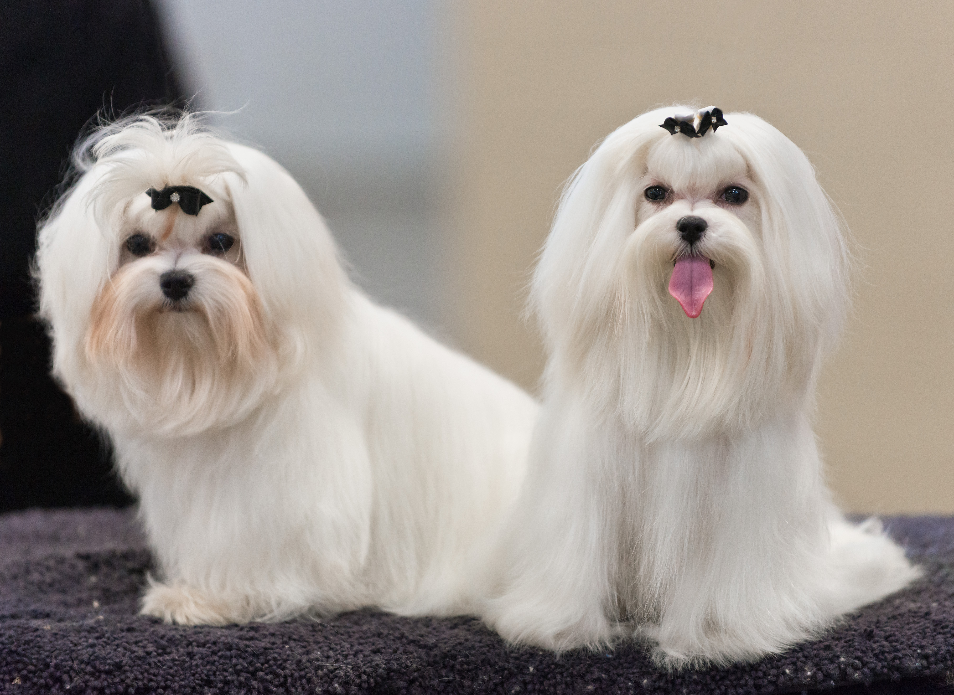Maltese Dog Puppies Rescue Pictures Information Temperament Maltese Dog Puppies Rescue Pictures Information Temperament