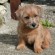 Norfolk Terrier - Puppies, Rescue, Pictures, Information, Temperament ...