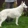 American White Shepherd - Puppies, Rescue, Pictures, Information ...