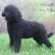 Barbet - Puppies, Rescue, Pictures, Information, Temperament ...