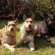 Berger Picard - Puppies, Rescue, Pictures, Information, Temperament ...