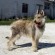 Berger Picard - Puppies, Rescue, Pictures, Information, Temperament ...