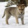 Berger Picard - Puppies, Rescue, Pictures, Information, Temperament ...