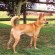 Carolina Dog - Puppies, Rescue, Pictures, Information, Temperament ...