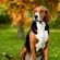 Hamilton Hound - Puppies, Rescue, Pictures, Information, Temperament ...
